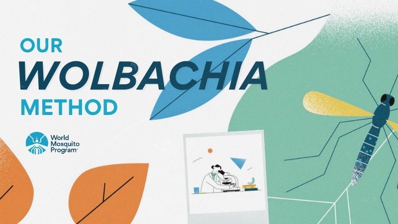 How WMP's Wolbachia method works