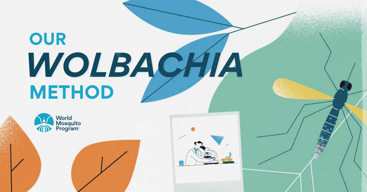 Our Wolbachia method | World Mosquito Program