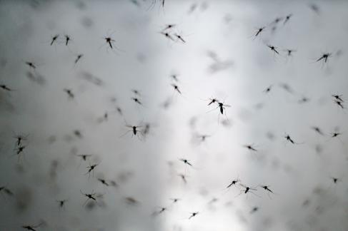 Bali | World Mosquito Program